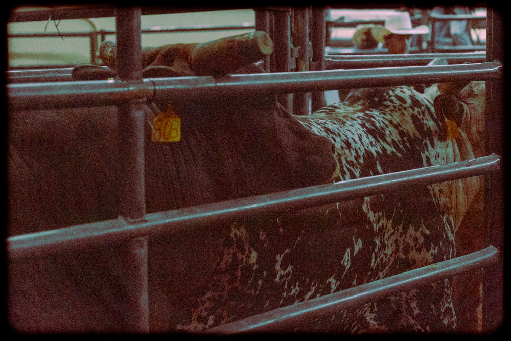 Red Dirt Rodeo – Featuring Cowboys of Color